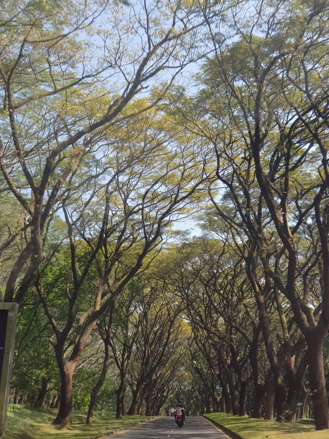 Pohon trembesi Rain tree stock image. Image of grove - 261826463