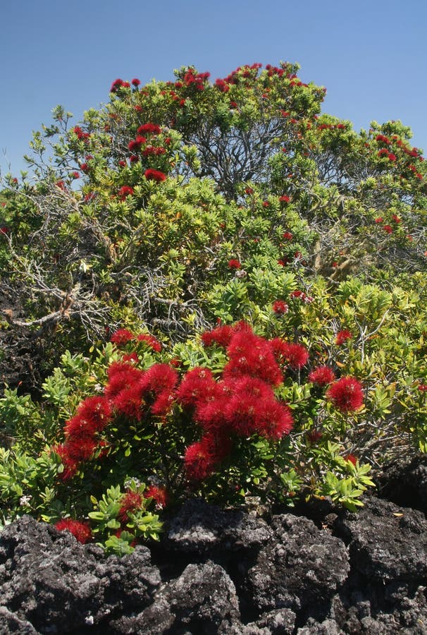 Pohutukawa Tree at Huia Bay Near Titirangi, New Zealand Stock Image ...