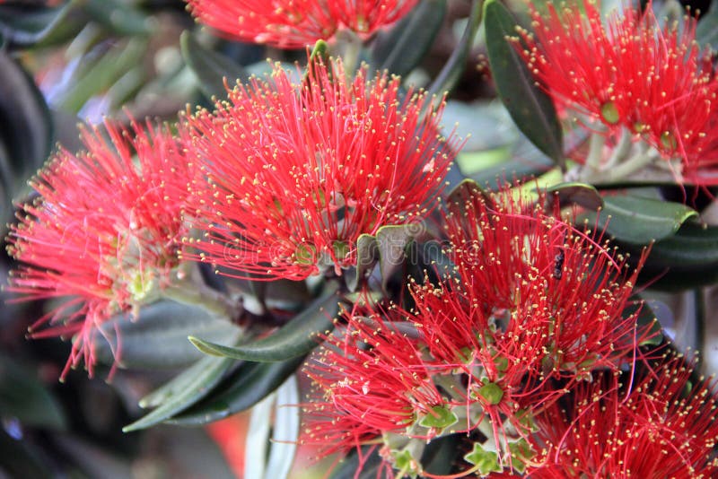Pohutukawa Tree (Metrosideros Excelsa) in NZ Stock Image - Image of ...