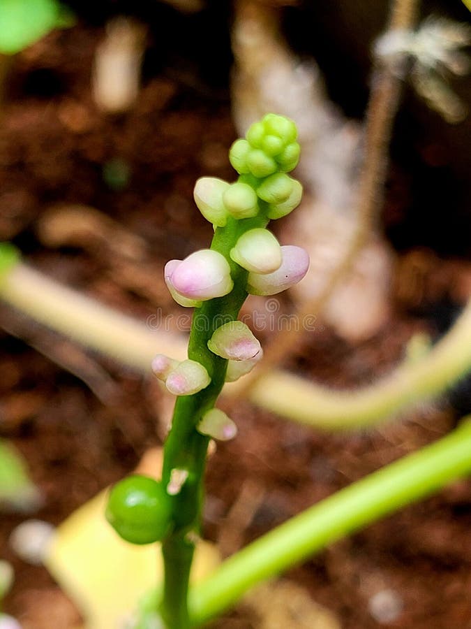 Shag Malabar Stock Photos - Free & Royalty-Free Stock Photos from ...