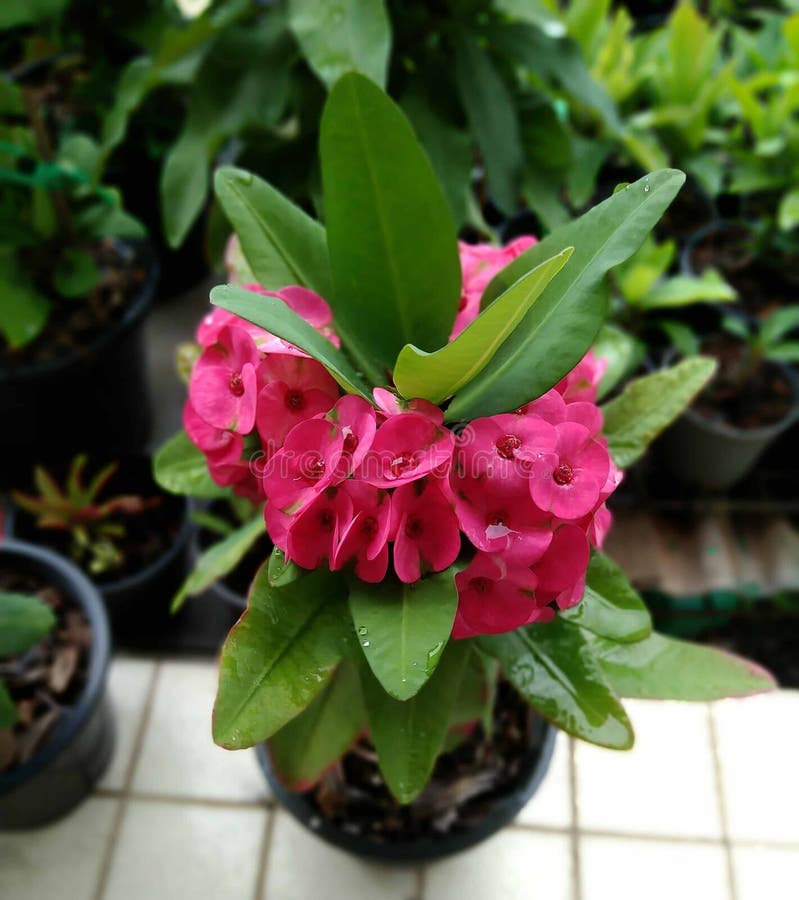 Poi Sian Flower, Flower, Poi Sian Tree, the Tree Has Sharp Thorns. Pink ...