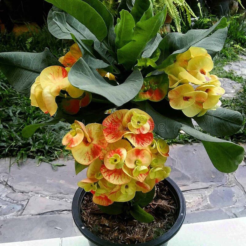 Poi Sian Flower, Flower, Poi Sian Tree, the Tree Has Sharp Thorns. Pink ...