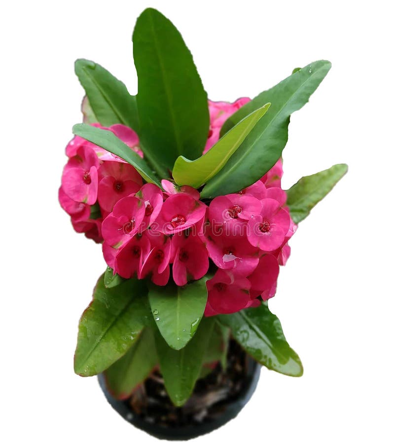 Poi Sian Flower, Flower, Poi Sian Tree, the Tree Has Sharp Thorns. Pink ...