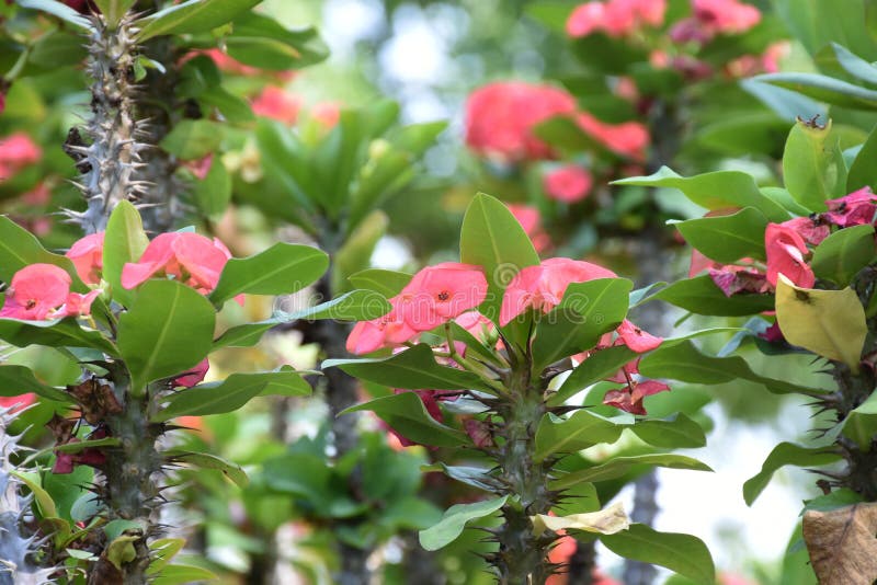 Poi Sian Flowers Bloom on the Red Tree, Bright and Beautiful Stock ...
