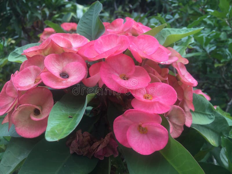 Poi Sian Flowers Color Ping and Green Leaf Stock Photo - Image of ...