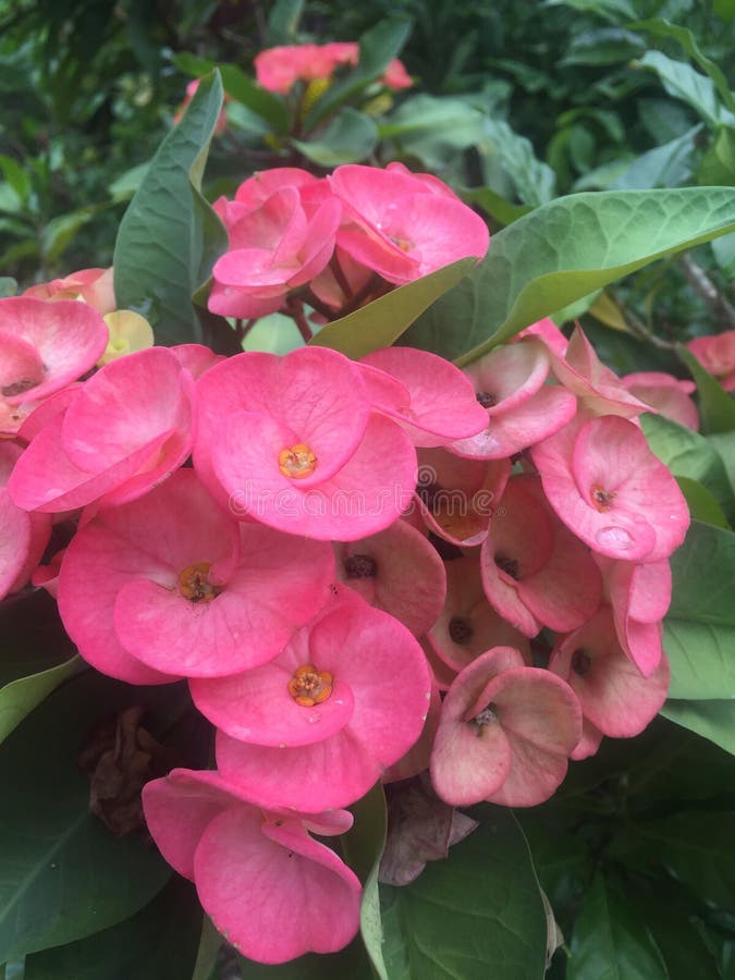 Poi Sian Flowers Color Ping and Green Leaf Stock Photo - Image of ...