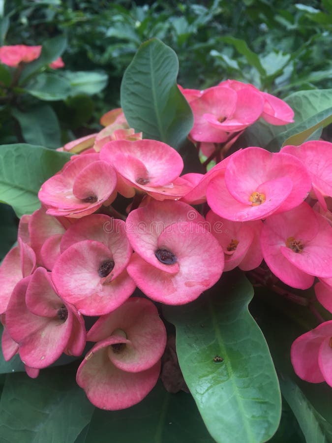 610 Ping Color Flower Stock Photos - Free & Royalty-Free Stock Photos ...