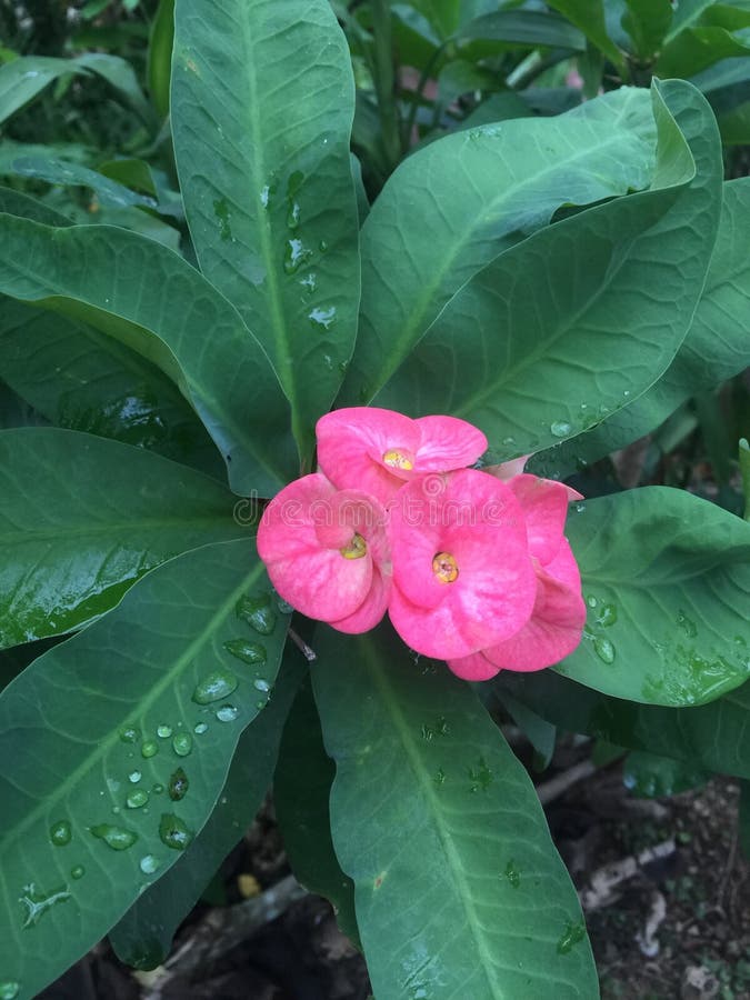 Poi Sian Flowers Color Ping and Green Leaf Stock Photo - Image of ...