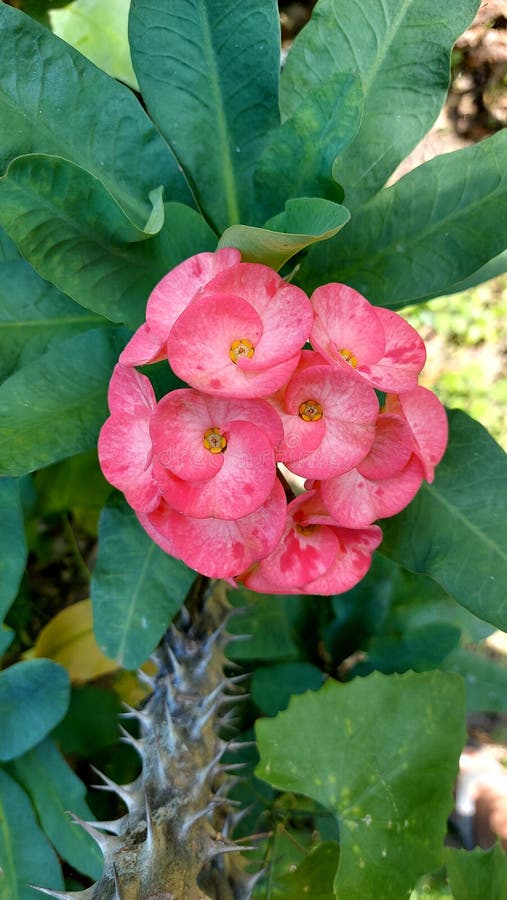 Poi Sian flowers stock photo. Image of flowers, flower - 262152016