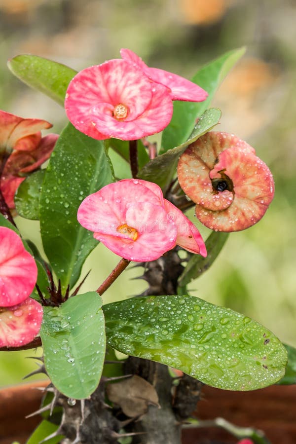 Poi Sian flowers stock image. Image of plant, petal, bloom - 70028005