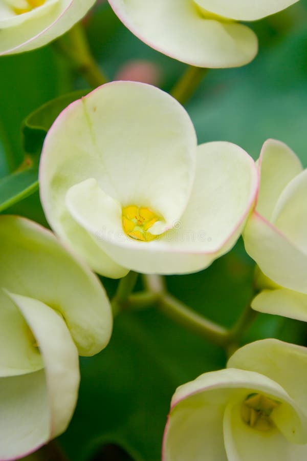 Poi Sian white flowers. stock image. Image of bloom, beautiful - 29204717