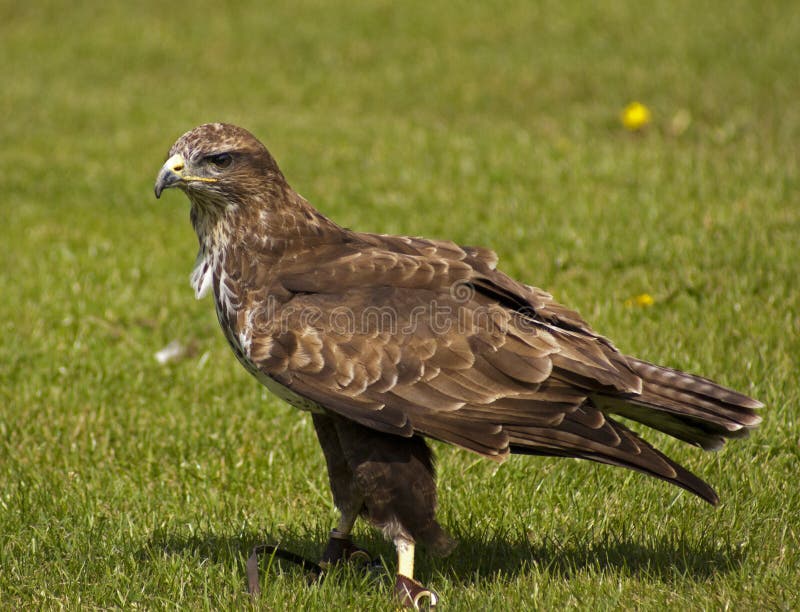 Poiana comune fotografia stock. Immagine di piuma, espressione - 14588172