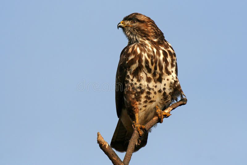 Uccello Selvaggio Di Poiana Comune Fotografia Stock - Immagine di ...