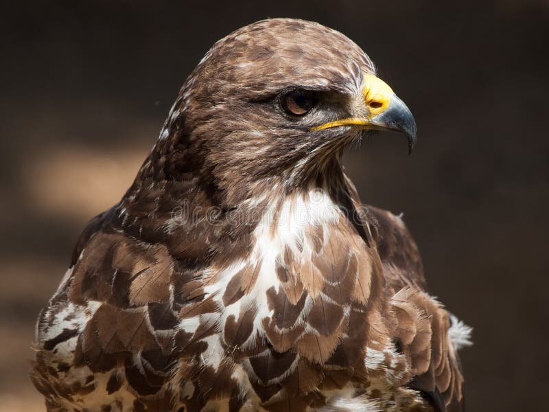 Poiana comune fotografia stock. Immagine di comune, naughty - 20378760