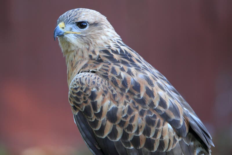 Poiana comune immagine stock. Immagine di animale, comune - 22266335