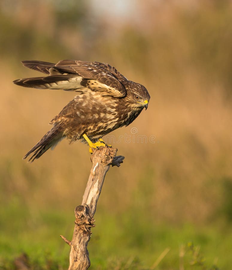 Un'alula Comune Si Alza Da Terra Immagine Stock - Immagine di uccelli ...