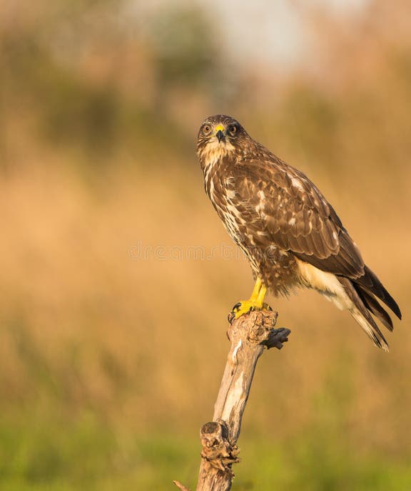 Poiana comune fotografia stock. Immagine di animali, particolare - 29005678