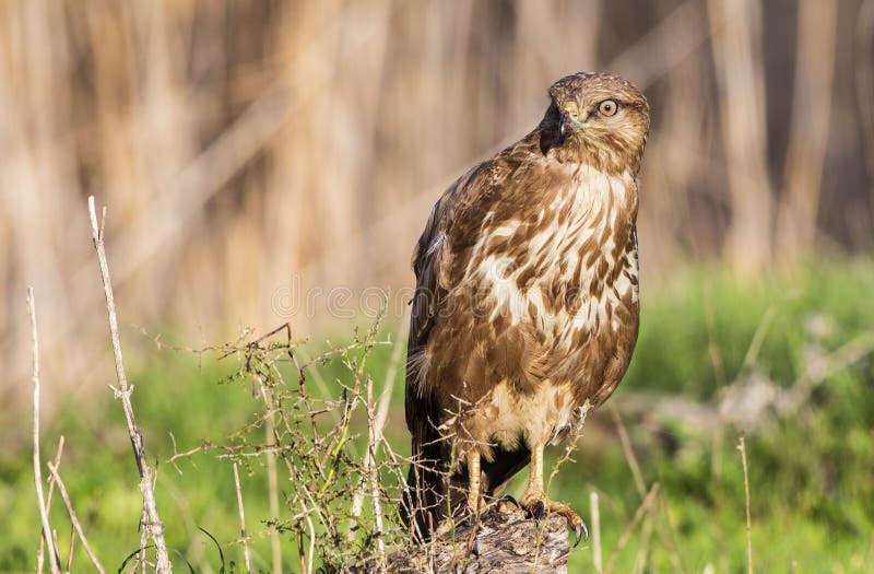 Poiana Comune Sul Palo Elettrico Immagine Stock - Immagine di pertica ...