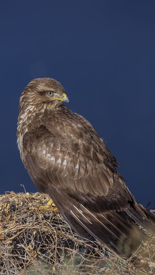 Poiana Comune Sul Palo Elettrico Immagine Stock - Immagine di pertica ...