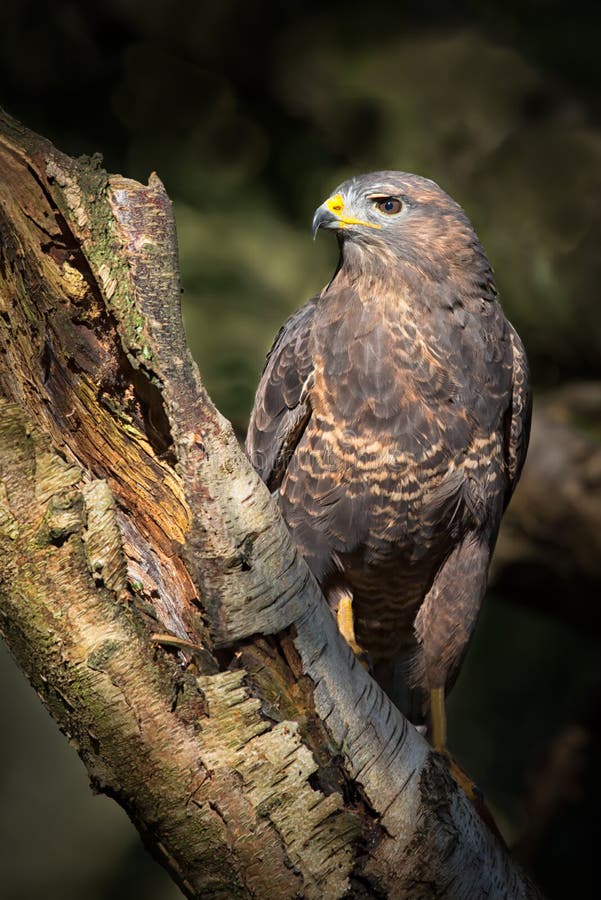 Poiana Comune Appollaiata Su Un Ramo Immagine Stock - Immagine di ...