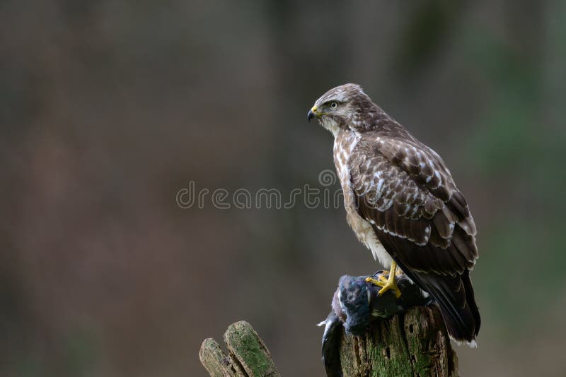 Poiana Comune Che Si Siede Con Il Woodpigeon Morto Su Un Legno Immagine ...