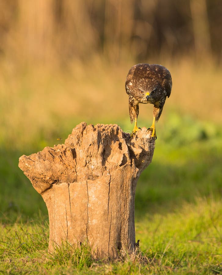 Poiana Comune Sul Libro Macchina Fotografia Stock - Immagine di ...