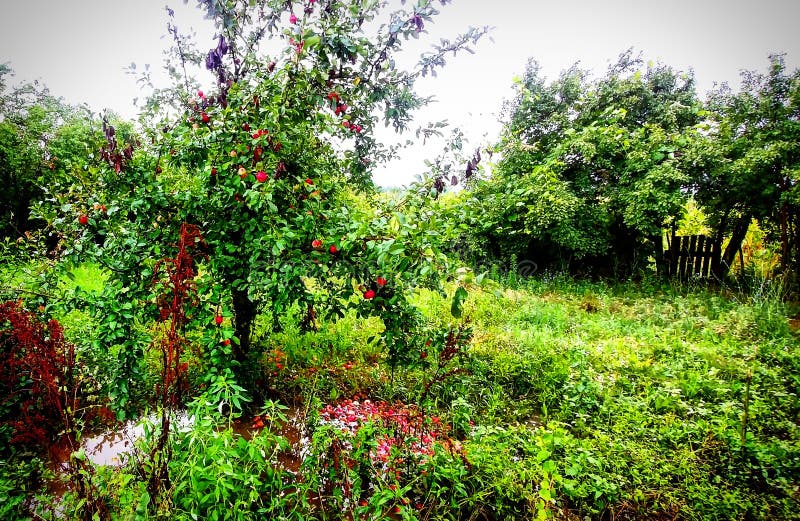 Marului Copac Stock Photos - Free & Royalty-Free Stock Photos from ...