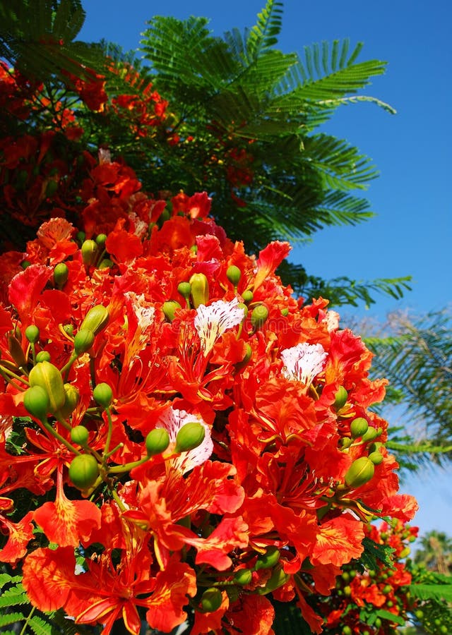 Royal Poinciana Tree stock image. Image of regia, house - 20946985