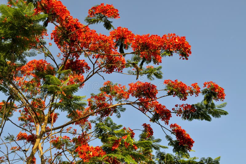 Poinciana Royal (regia De Delonix) Image stock - Image du endangered ...