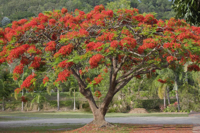Poinciana Tree it is Noted for Its Fern-like Leaves and Flamboyant ...