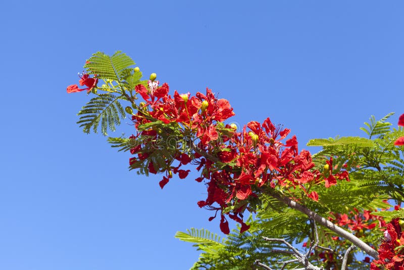 Royal Poinciana Tree stock photo. Image of beauty, blossoms - 10617116