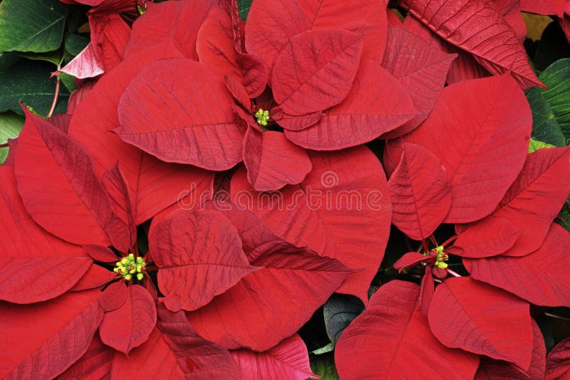 Poinsettia, Bracts and Flowers Stock Image - Image of euphorbia, family ...