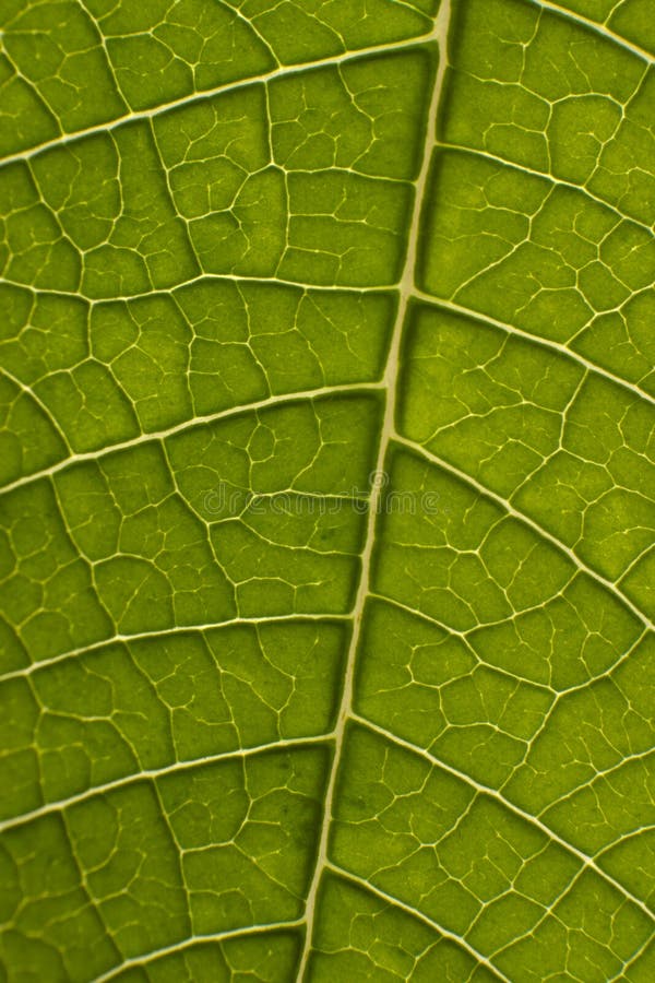Poinsettia leaf closeup stock image. Image of organ, poinsettia - 1791539