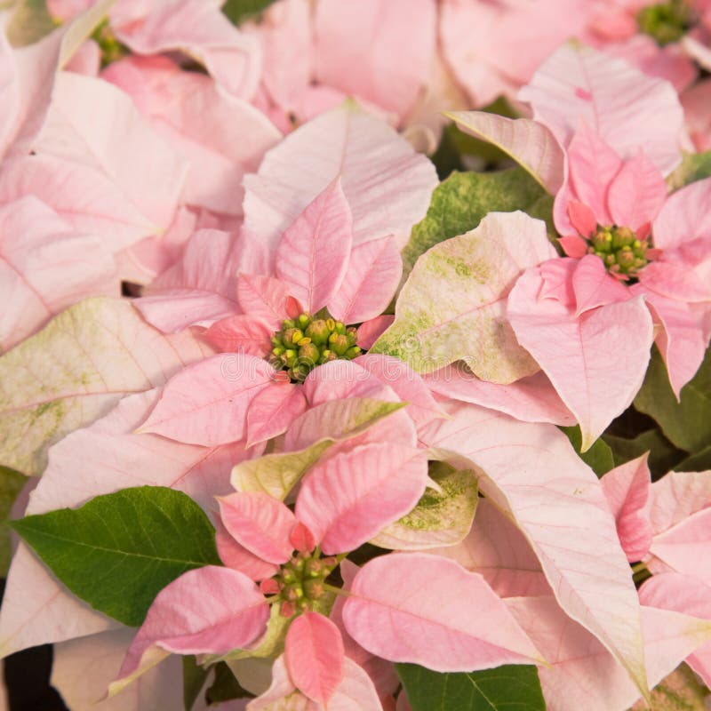 Poinsettia rose photo stock. Image du flore, étoile, normal - 14520410