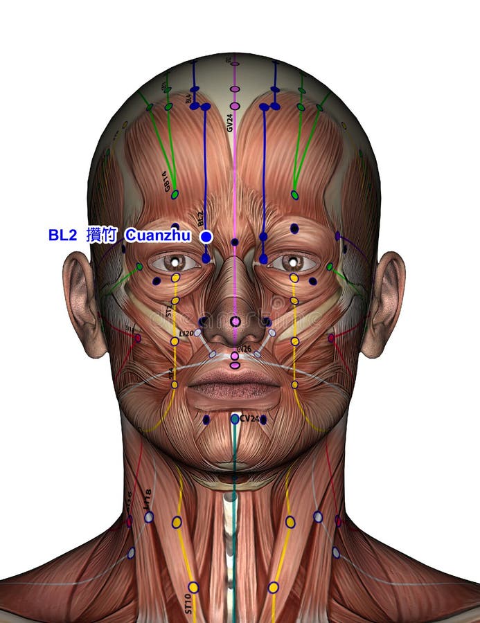 Point GB20 Fengchi, D'acuponcture Illustration 3D Illustration Stock ...