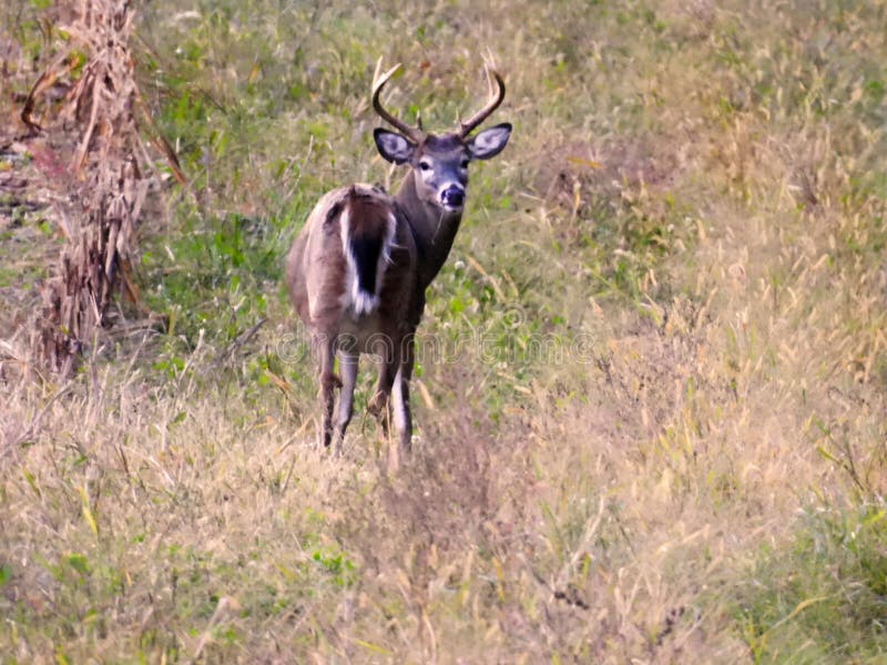 8 Point Whitetail Buck Deer in Autumn Cornfield at Daybreak Stock Image ...