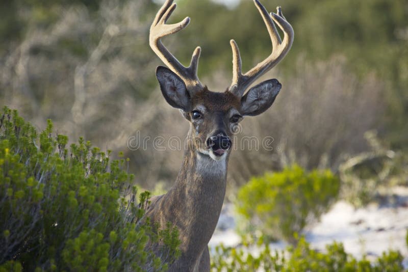 Six Point Buck stock image. Image of brown, searching - 3284843