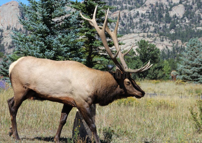 8 Point Bull Elk Stock Photos - Download 115 Royalty Free Photos