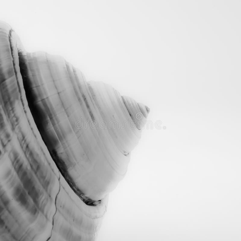 Abstract Sea Shell stock image. Image of white, lines - 54081661