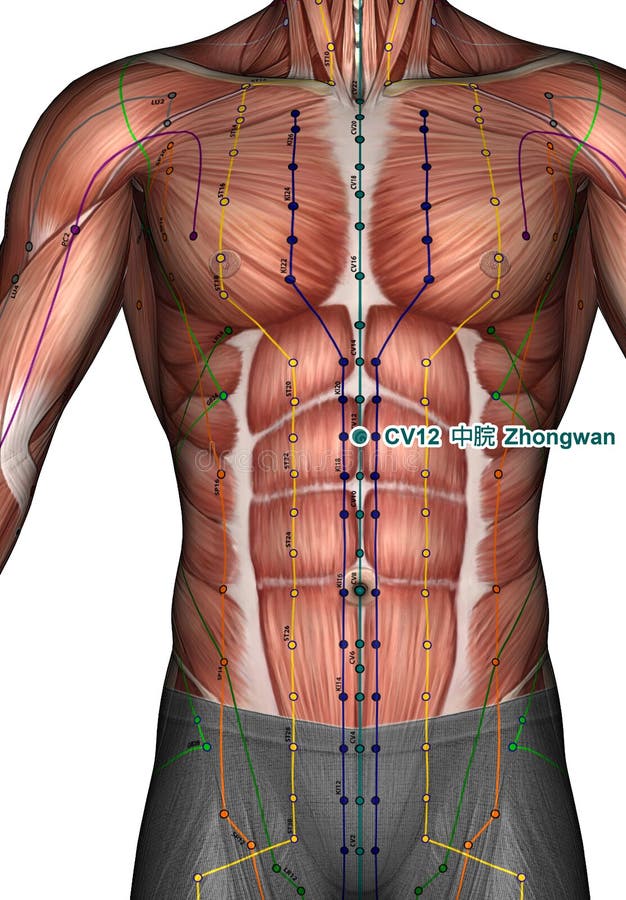 Point D'acupuncture CV12 Zhongwan, Illustration 3D Illustration Stock ...