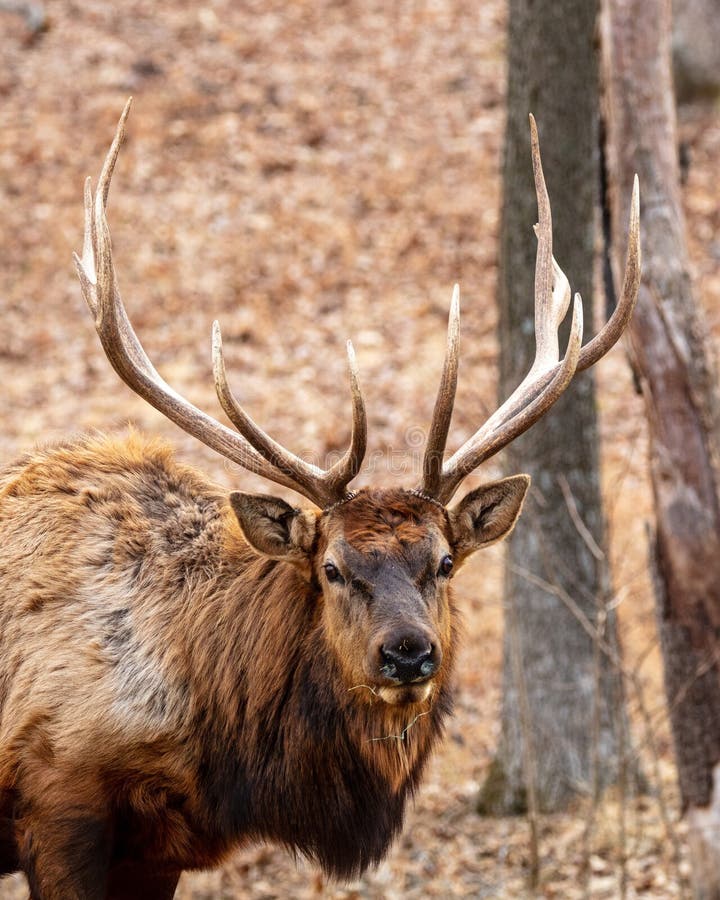 12 Point Elk stock image. Image of hiking, full, hunting - 211682553
