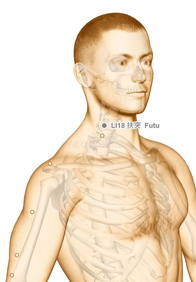 Point LI18 Futu, D'acuponcture De Dessin Illustration 3D Illustration ...