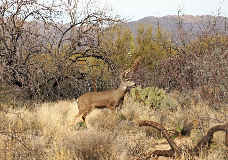 Four Point Buck stock photo. Image of animal, male, season - 11555776
