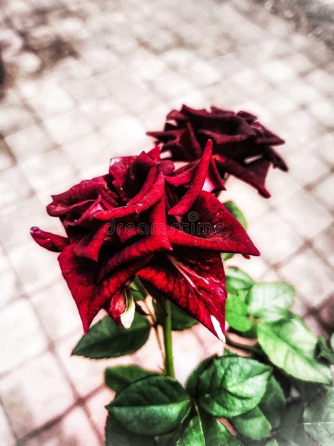 Point of Red Rose stock photo. Image of high, contrast - 286457496