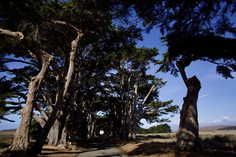 Point Reyes Cypress Tree Tunnel Stock Image - Image of adventure, form ...