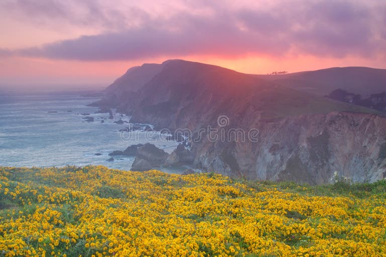Point Reyes Sunset stock photo. Image of foggy, wildflowers - 1459924