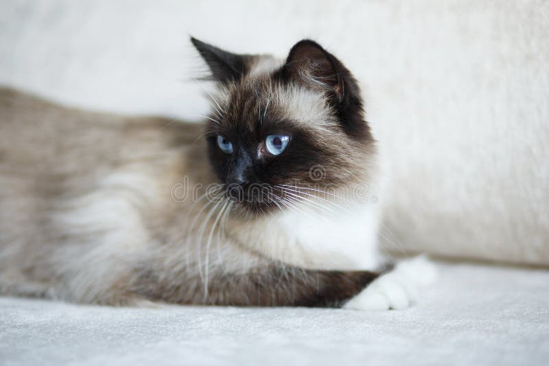 A Brown Birman Cat Picture. Image: 119663828