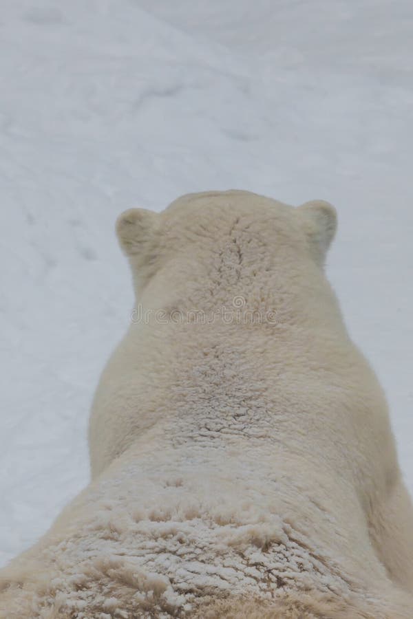 Polar Bear Sitting Back Stock Photos - Free & Royalty-Free Stock Photos ...