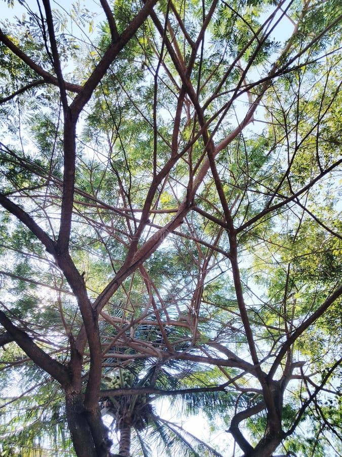 Bottom of a Tree Canopy, Looking Upward from the Below the Tree Stock ...