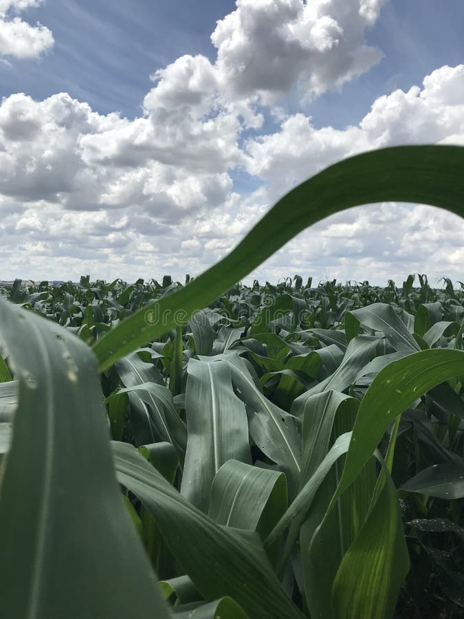 Corn Crop stock image. Image of view, corn, agriculture - 183531781